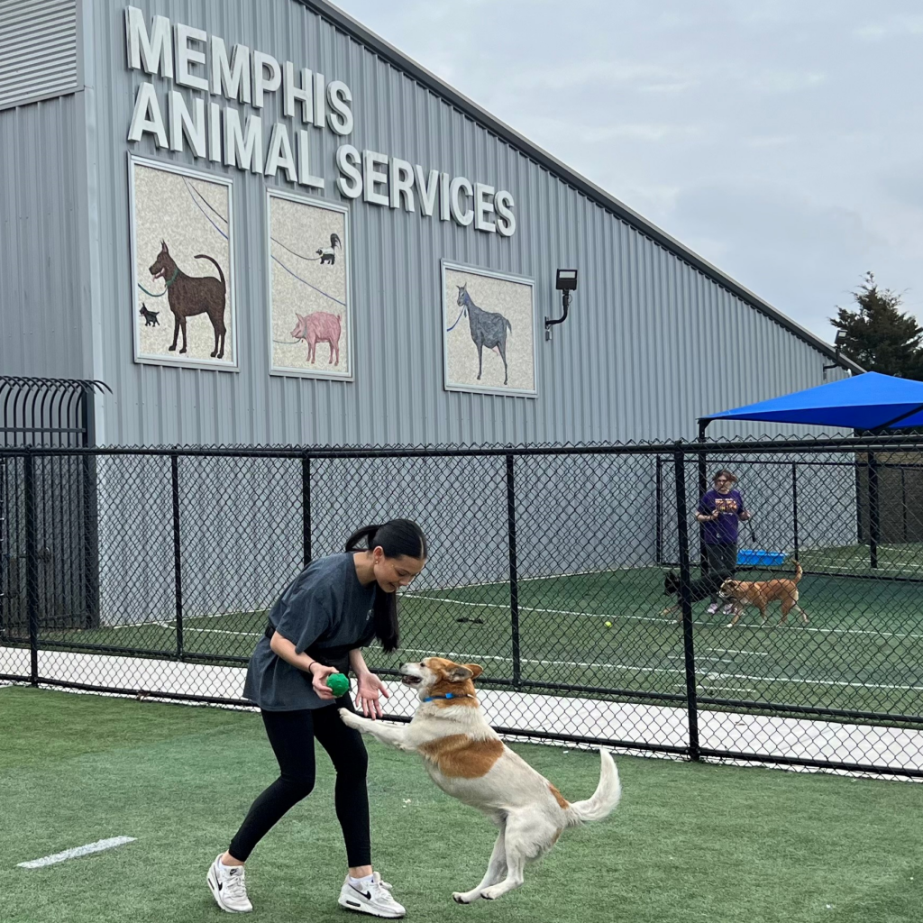 Dog Handling Course - The City of Memphis